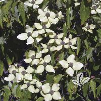 Chinese Dogwood (Kousa) | Natorp's Online Plant Store