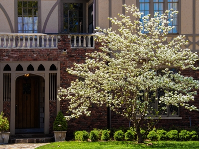 Spring Grove Dogwood | Natorp's Online Plant Store