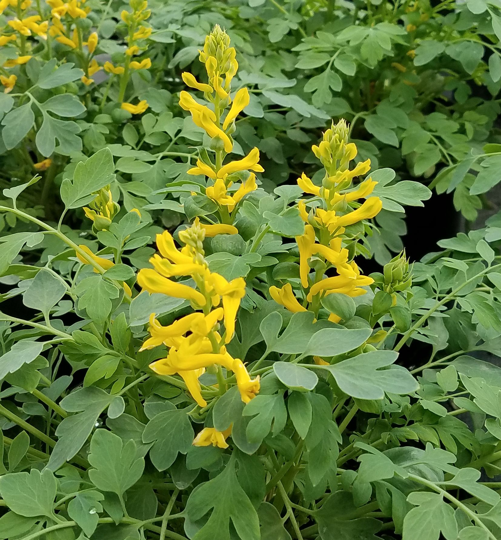 Canary Feathers Fumewort | Natorp's Online Plant Store
