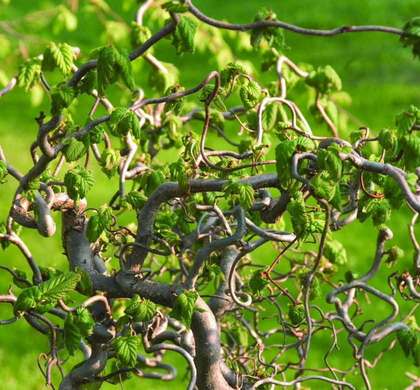 Harry Lauder's Walking Stick Multi-Stem | Natorp's Online Plant Store