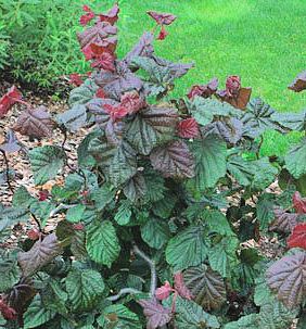 Red Dragon Filbert Multi-Stem | Natorp's Online Plant Store