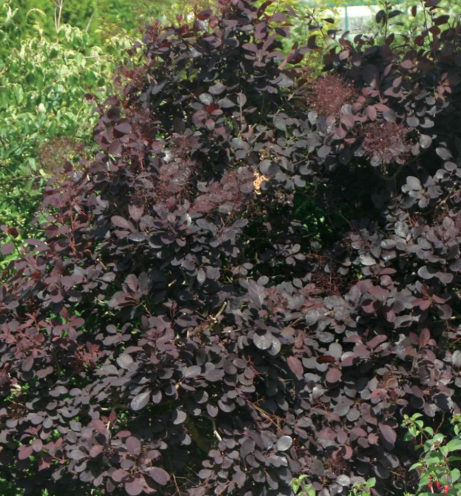 Royal Purple Smoke Tree Multi-Stem | Natorp's Online Plant Store