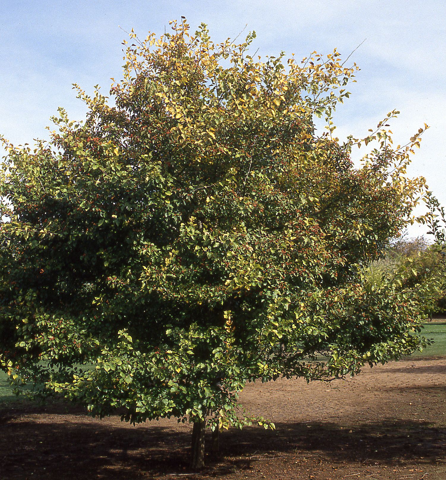 Winter King Hawthorn | Natorp's Online Plant Store