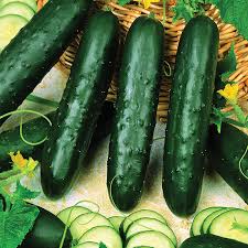 Burpless Cucumber | Natorp's Online Plant Store