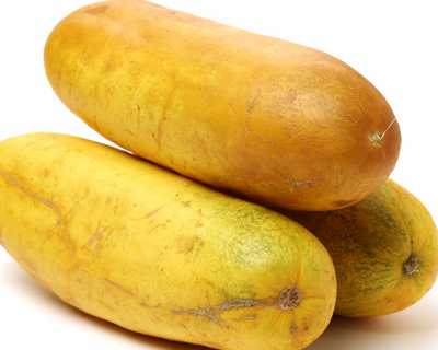 Poona Kheera Cucumber | Natorp's Online Plant Store