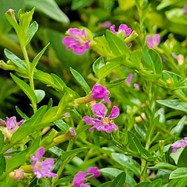 Allyson Mexican Heather | Natorp's Online Plant Store