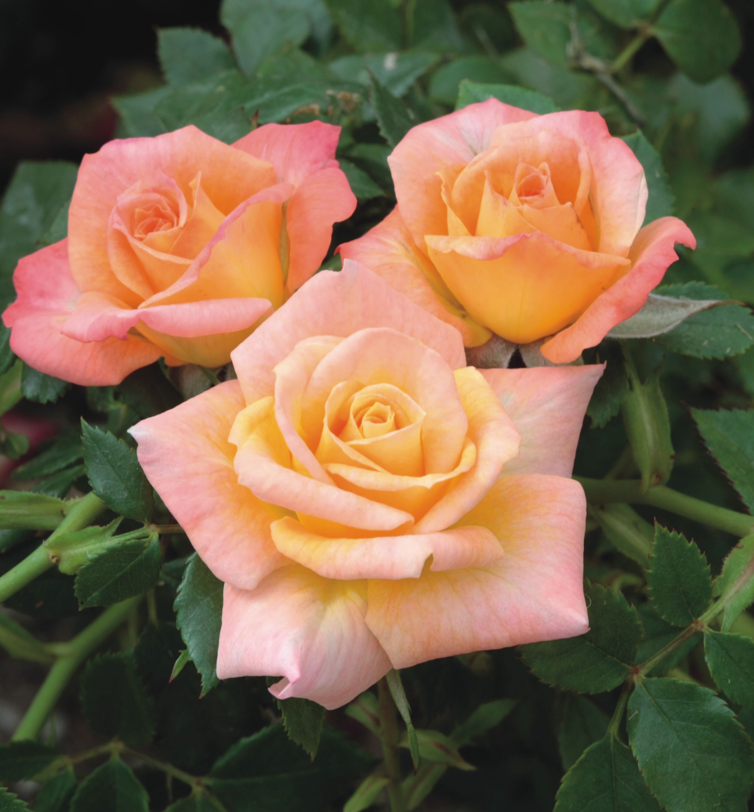 Cutie Pie™ Tree Rose | Natorp's Online Plant Store
