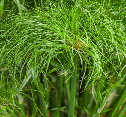 Graceful Grasses® Prince Tut™ Papyrus | Natorp's Online Plant Store