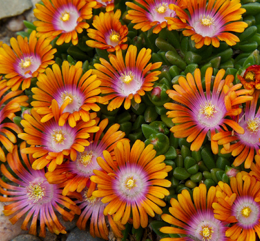 Fire Spinner Ice Plant | Natorp's Online Plant Store