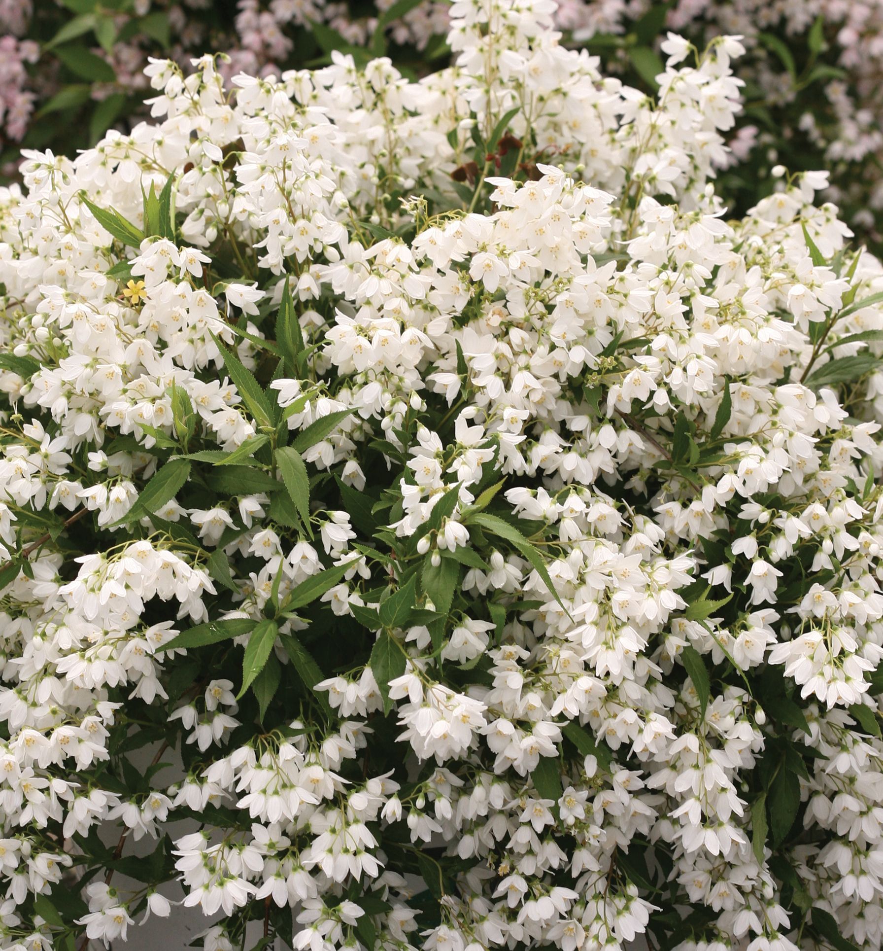 Yuki Snowflake® Deutzia | Natorp's Online Plant Store