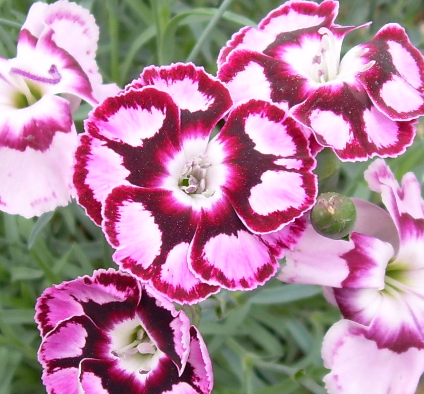 Raspberry Swirl Pinks | Natorp's Online Plant Store