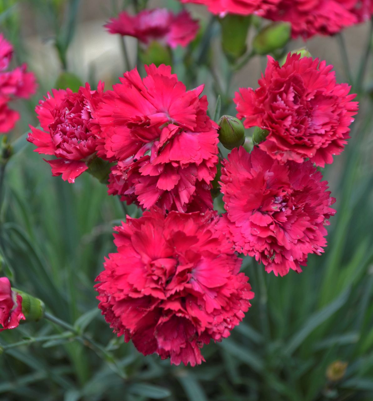 Fruit Punch Cranberry Cocktail Pinks | Natorp's Online Plant Store