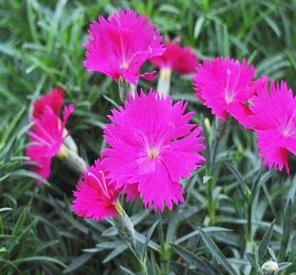 Floral Lace Lilac Dianthus | Natorp's Online Plant Store