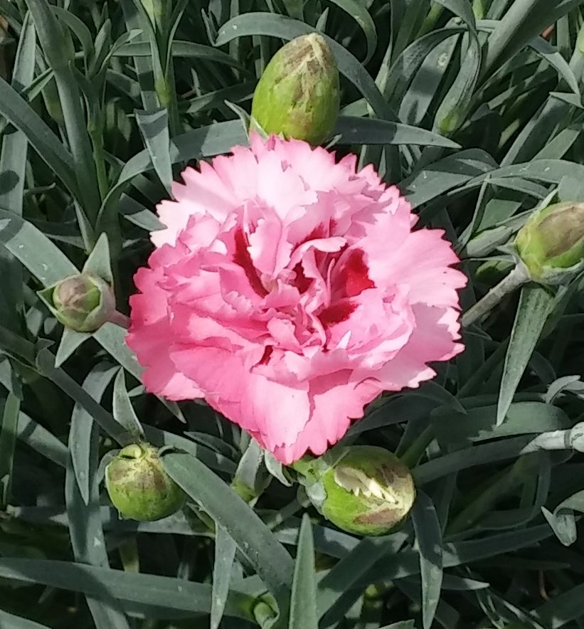 Raspberry Surprise Pinks | Natorp's Online Plant Store