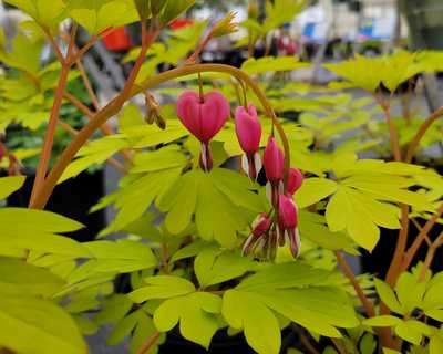 Gold Heart Bleeding Heart | Natorp's Online Plant Store