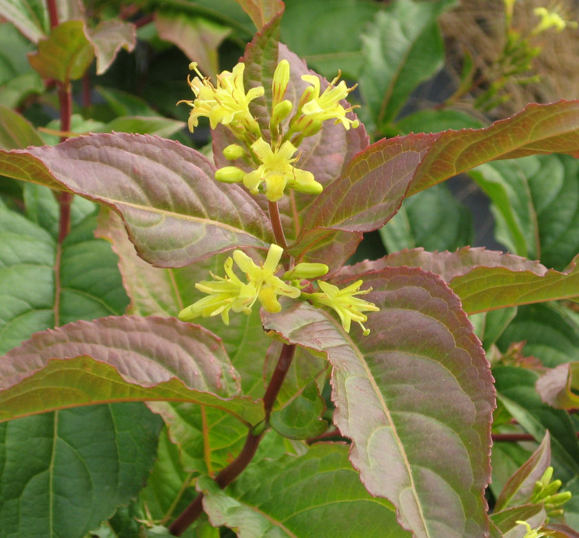 Northern Bush Honeysuckle | Natorp's Online Plant Store