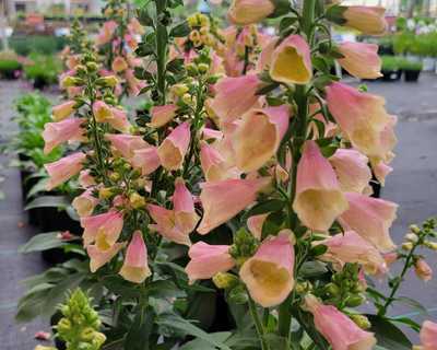 Arctic Fox Rose Foxglove | Natorp's Online Plant Store