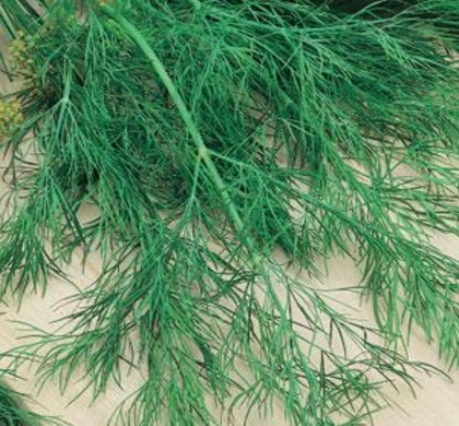 Bouquet Dill | Natorp's Online Plant Store