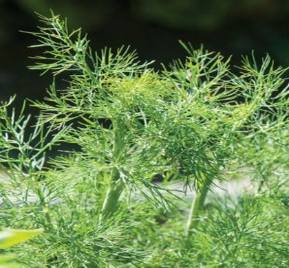 Fern Leaf Dill | Natorp's Online Plant Store
