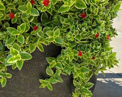 Proven Accents® Mezoo™ Trailing Red | Natorp's Online Plant Store