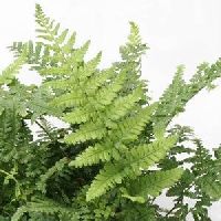 Remote Wood Fern | Natorp's Online Plant Store