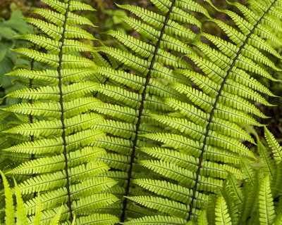 Jurassic Gold Wood Fern | Natorp's Online Plant Store