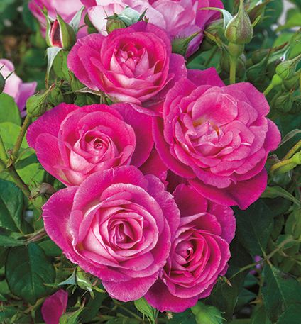 Easy To Please Tree Rose | Natorp's Online Plant Store