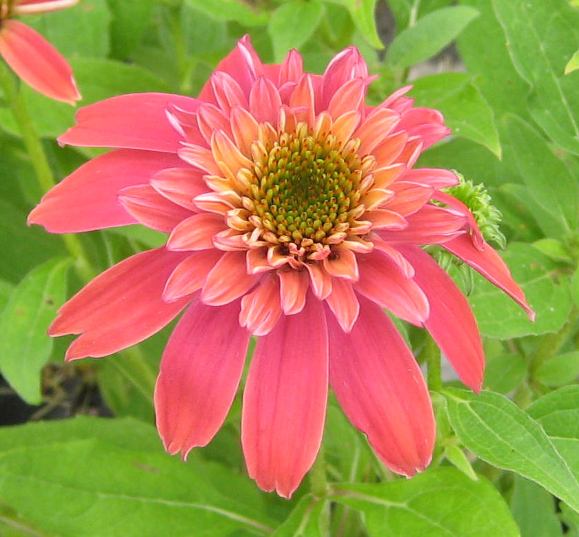 Double Scoop Raspberry Coneflower | Natorp's Online Plant Store