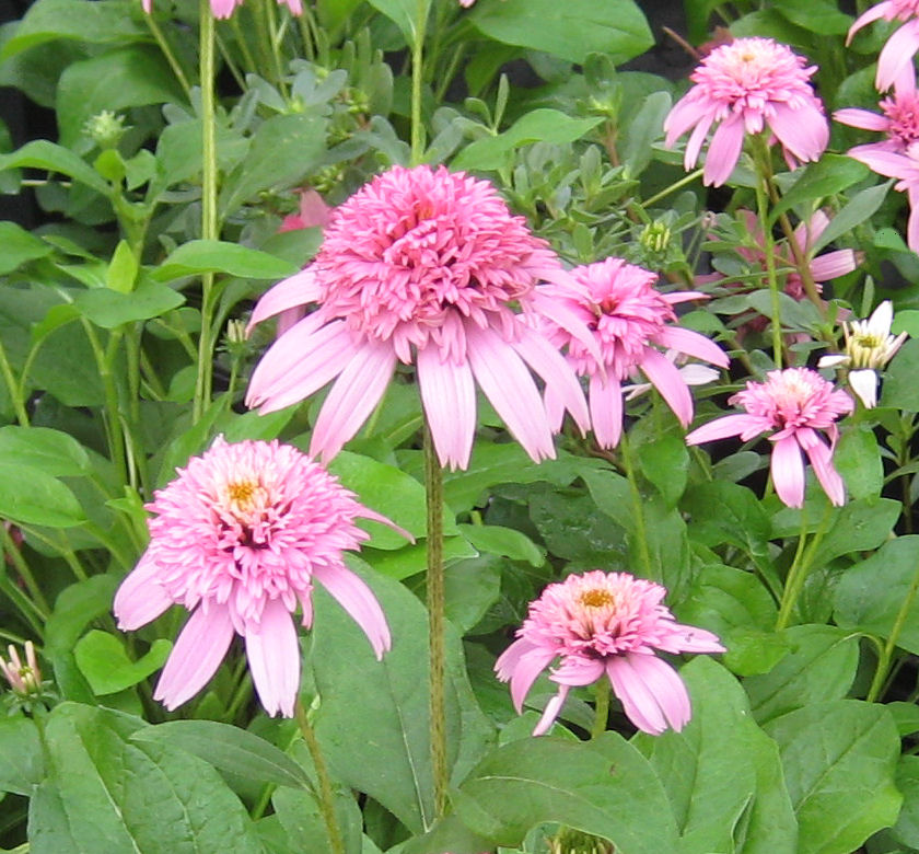 Pink Double Delight Coneflower | Natorp's Online Plant Store