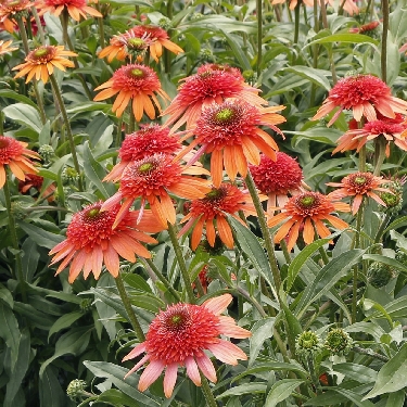Echinacea CARA MIA™ ‘Coral’ Coneflower | Natorp's Online Plant Store