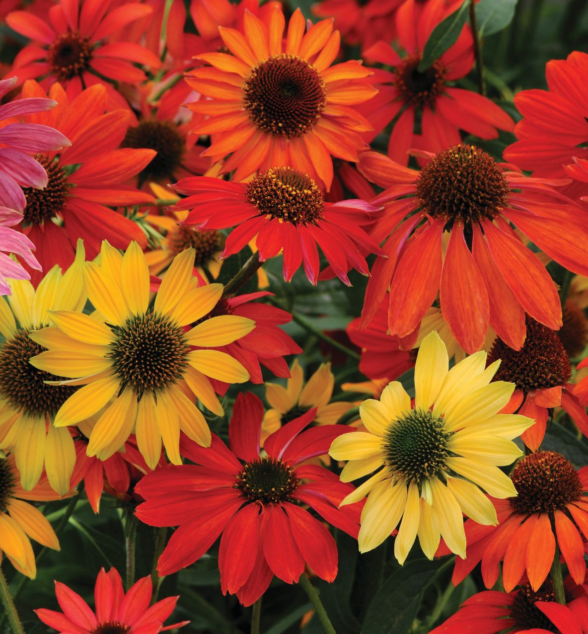 Cheyenne Spirit Coneflower | Natorp's Online Plant Store