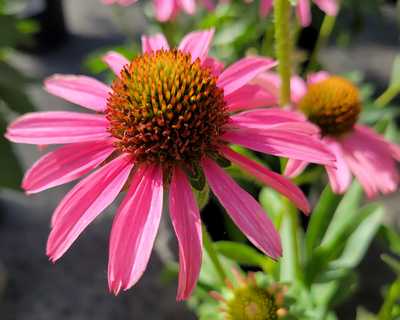 Pixie Meadowbrite Coneflower | Natorp's Online Plant Store