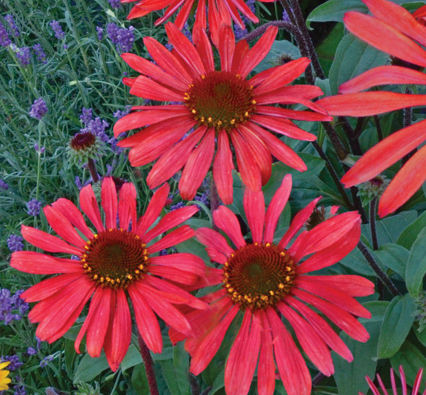 Solar Flare Coneflower | Natorp's Online Plant Store