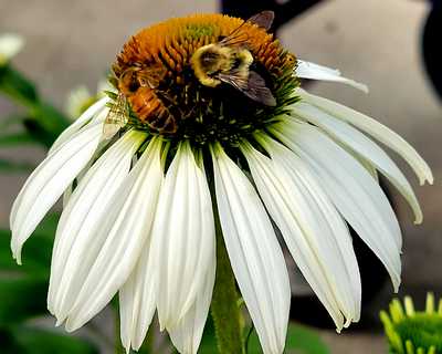 White Swan Coneflower | Natorp's Online Plant Store