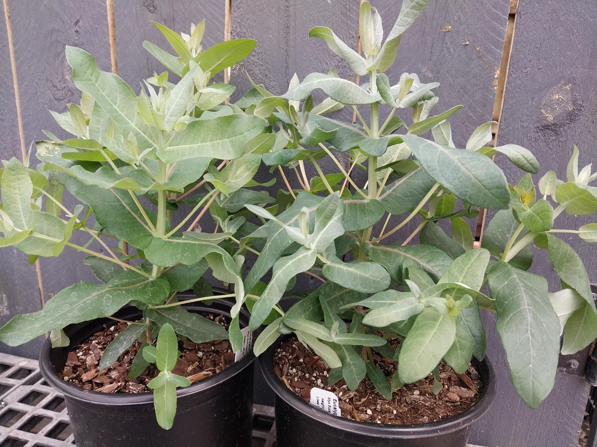 Styx Eucalyptus | Natorp's Online Plant Store