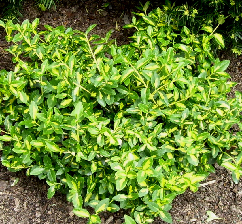 Moonshadow Euonymus | Natorp's Online Plant Store