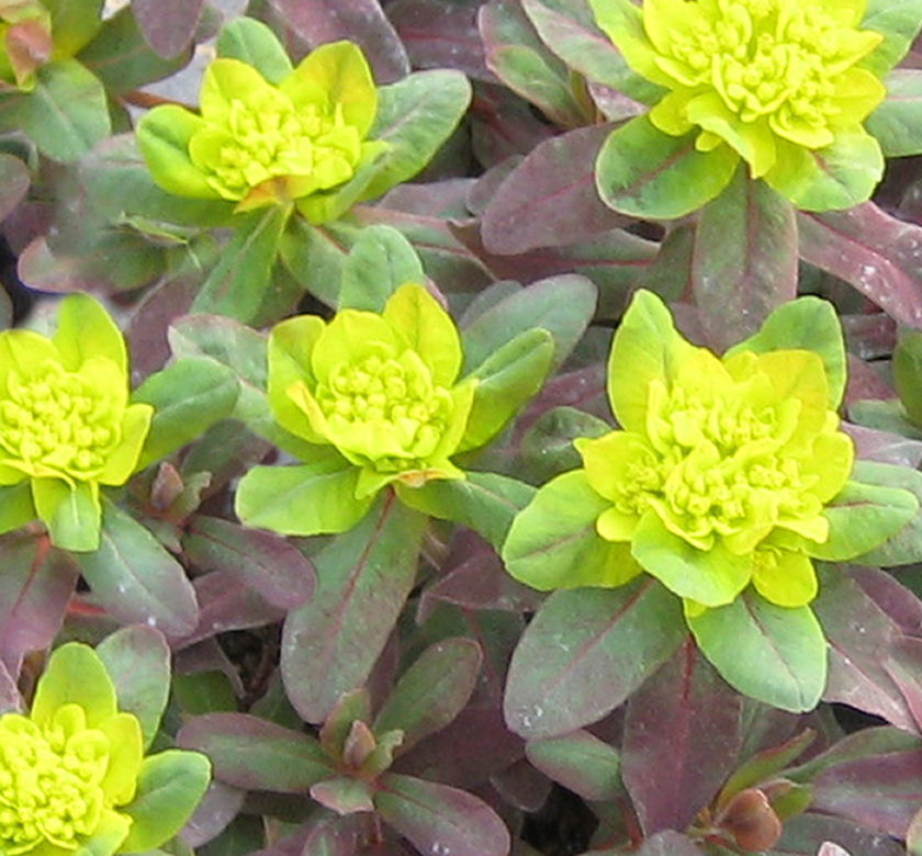 Bonfire Spurge | Natorp's Online Plant Store
