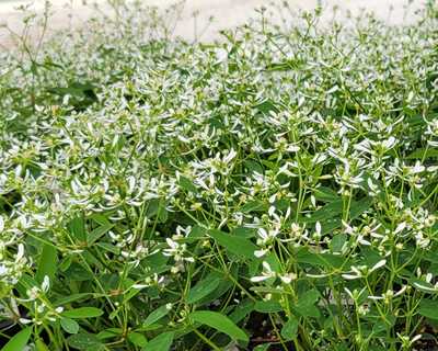 Diamond Frost Euphorbia | Natorp's Online Plant Store