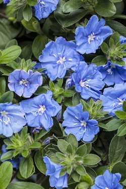 Blue My Mind® XL Evolvulus | Natorp's Online Plant Store