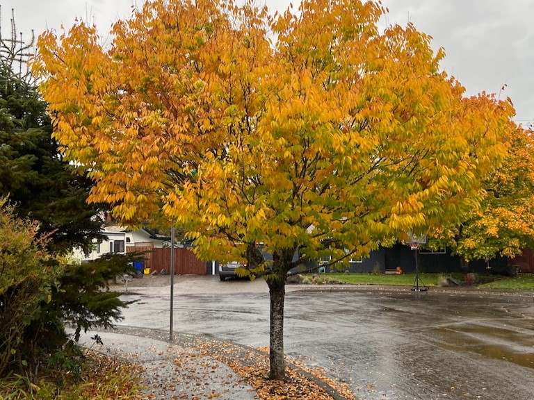 City Sprite® Japanese Zelkova | Natorp's Online Plant Store