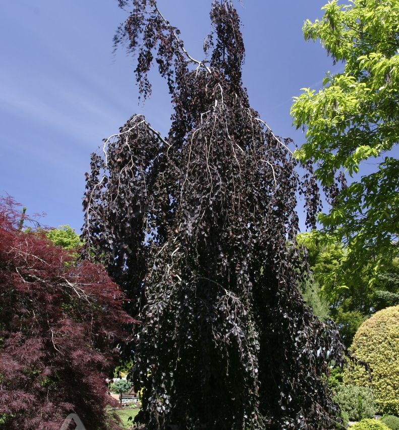 Purple Fountain Weeping European Beech | Natorp's Online Plant Store