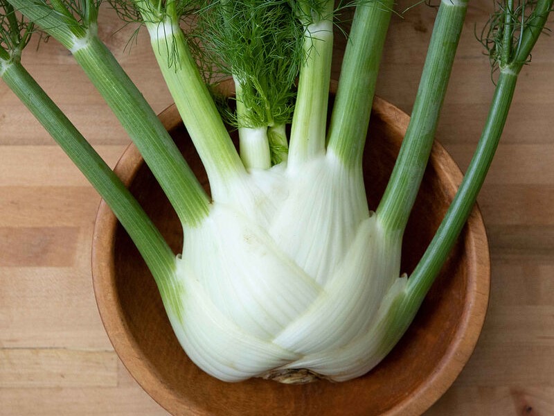 Dragon Fennel | Natorp's Online Plant Store