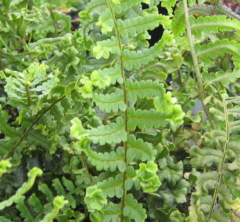 Cristata The King Fern | Natorp's Online Plant Store