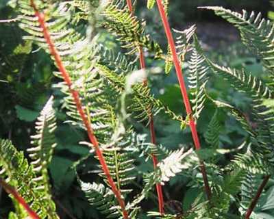 Lady In Red Lady Fern | Natorp's Online Plant Store