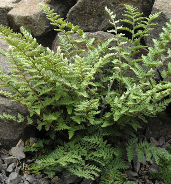 Hairy Lip Fern | Natorp's Online Plant Store