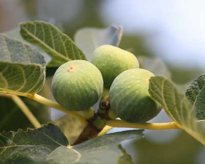 Fignomenal® Fig | Natorp's Online Plant Store