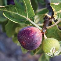 LSU Purple Fig | Natorp's Online Plant Store