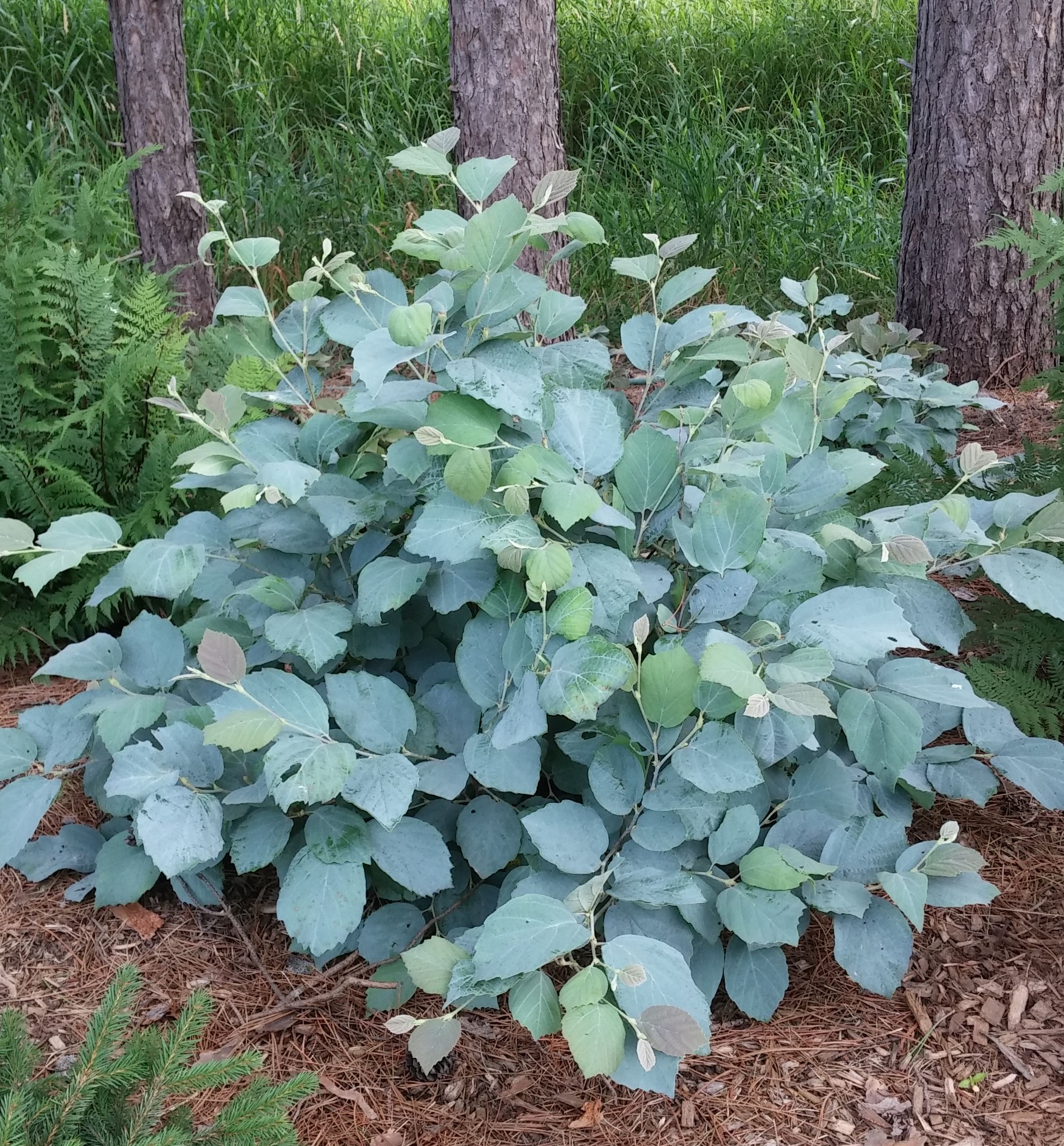Blue Shadow Fothergilla | Natorp's Online Plant Store