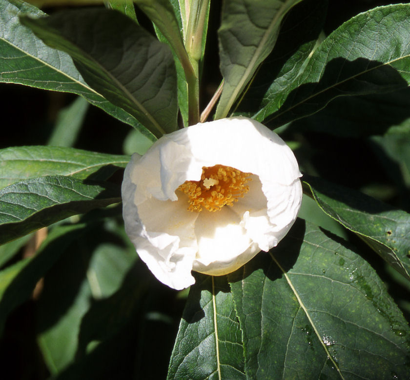 Franklin Tree | Natorp's Online Plant Store