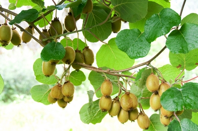 Hardy Prolific Kiwi Vine | Natorp's Online Plant Store